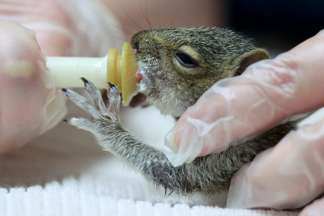 Woodford Cedar Run Wildlife Refuge | JerseyMan Magazine
